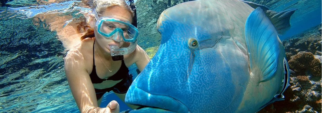 What fish are there in the Maldives: fish that live in the Maldives?