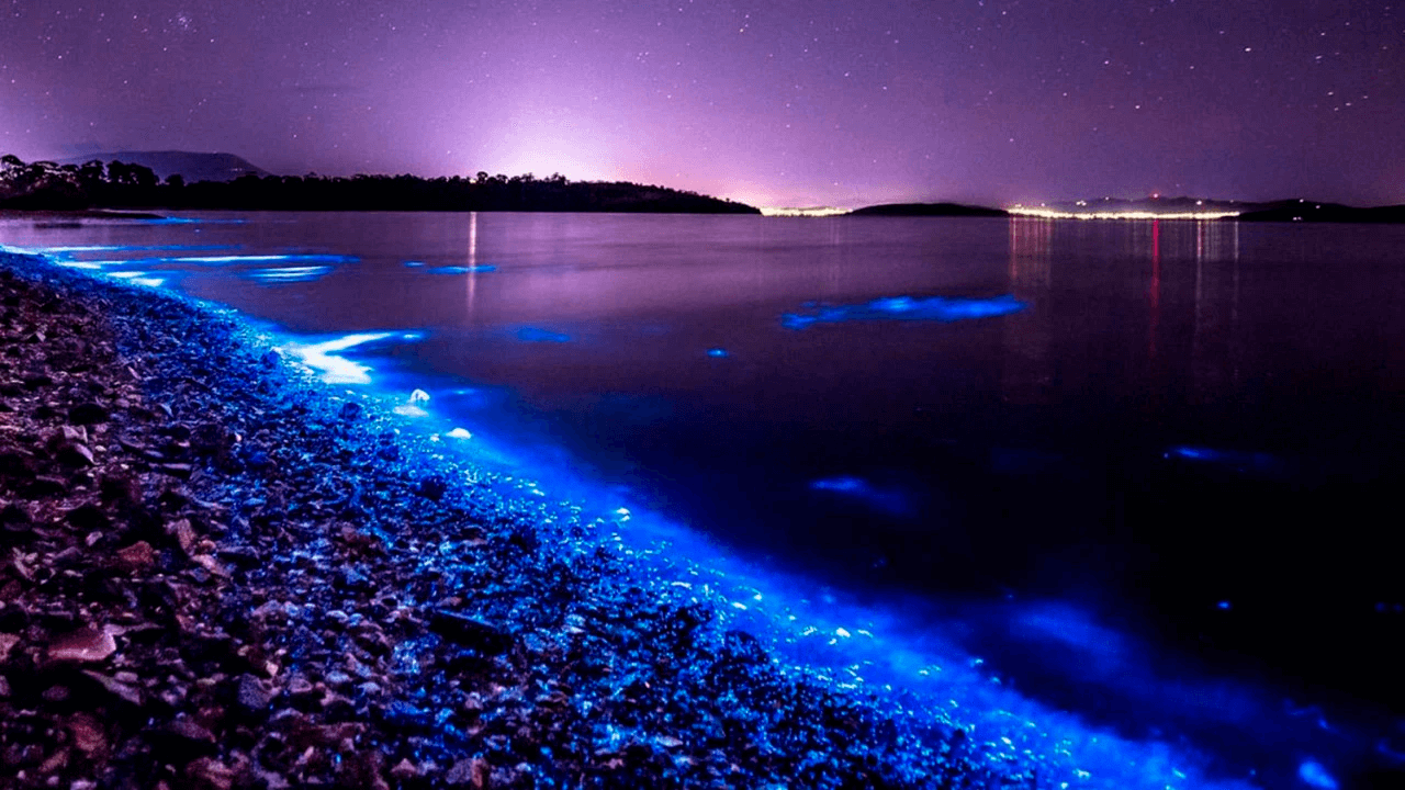 Vaadhoo Glowing Beach in the Maldives: When Does Plankton Glow?